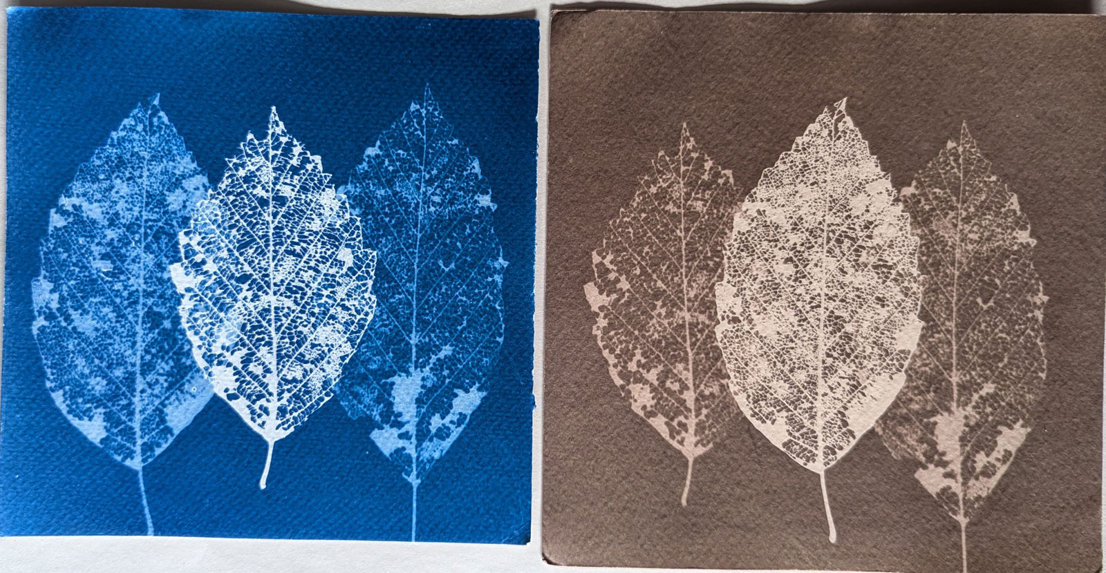 More about Cyanotypes - Jennell Ellis